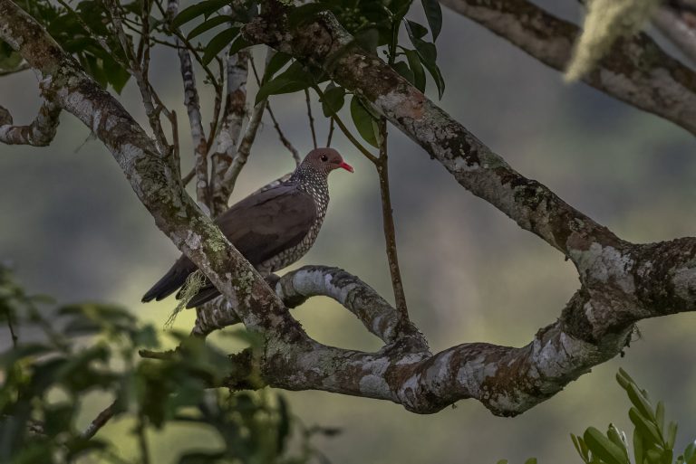Scaled Pigeon – Bird Pictures